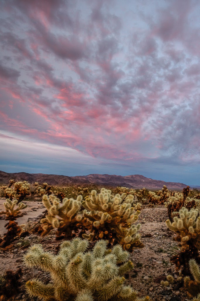 Happy Anniversary Joshua Tree! - Great Basin School of Photography