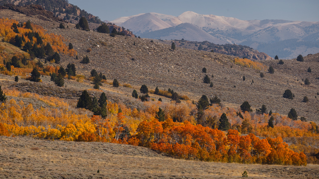 Eastern Sierra Fall Colors Peaking Now in Mono County - Jeff Sullivan ...