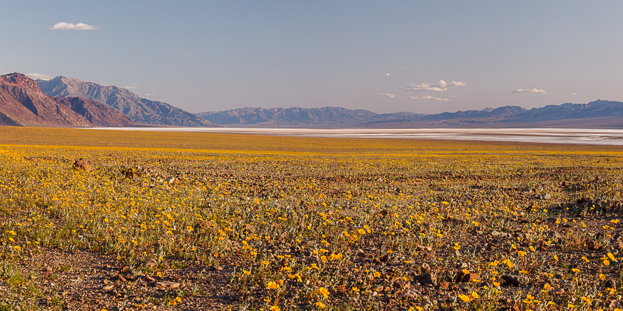 Death Valley wildflowers 2010 April desert gold - Jeff Sullivan Photography