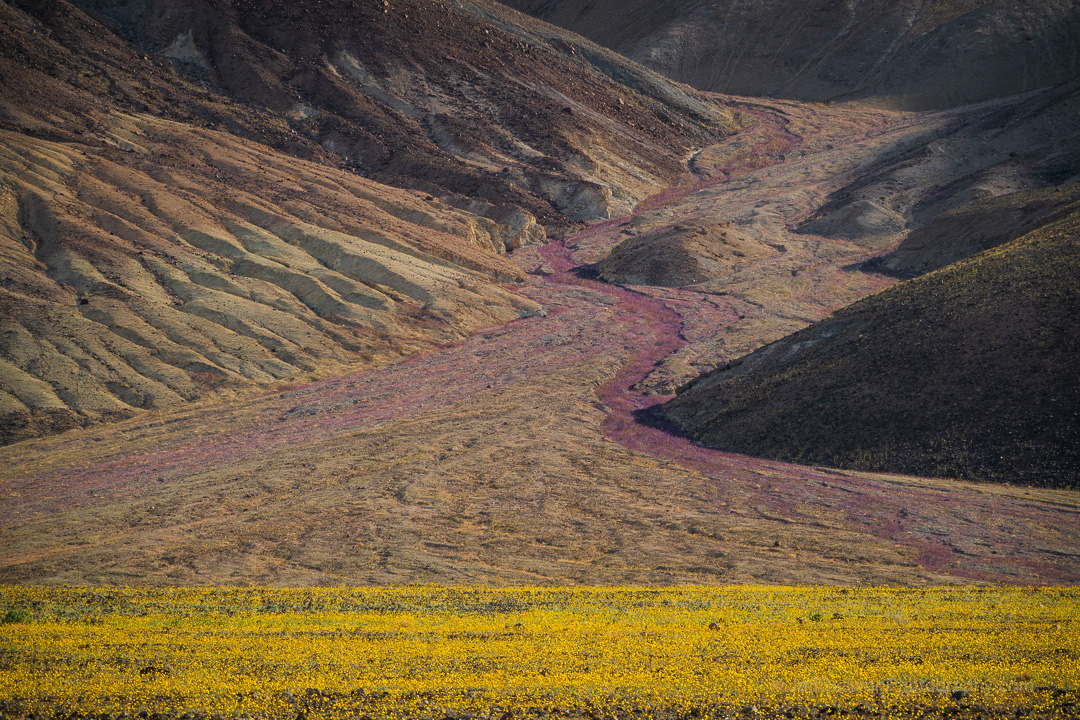 Death Valley super bloom 2026 - Jeff Sullivan Photography